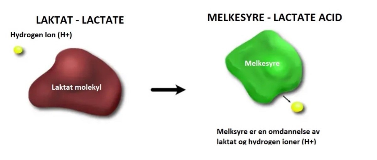 Hva er greia med laktat og melkesyre? - Langrenn